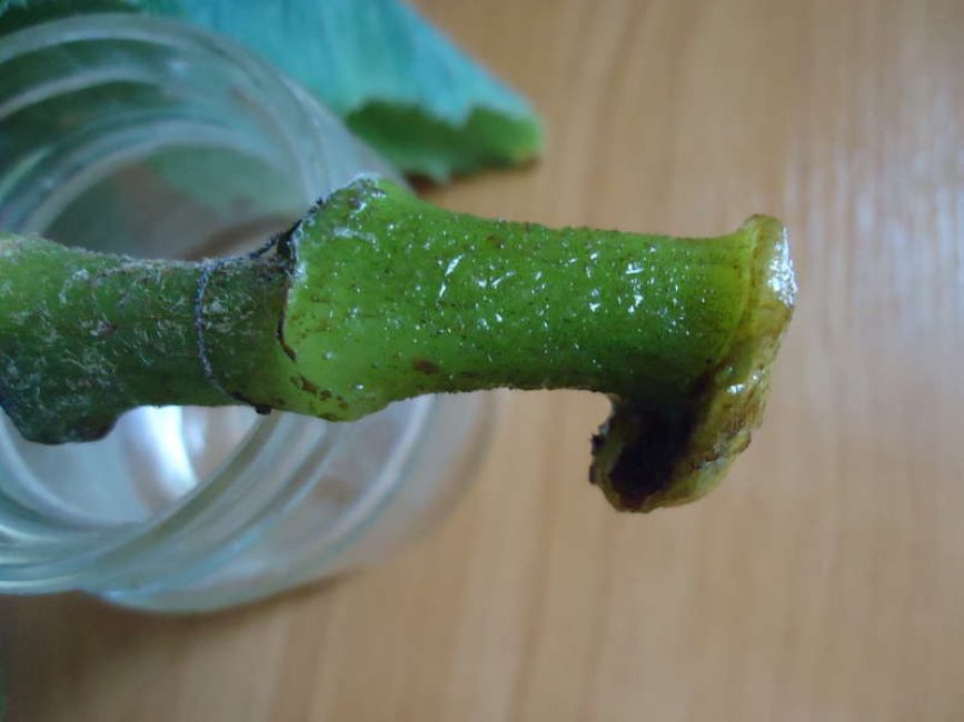 Бегония - Описание, Виды, Уход, Размножение (120 Фото) +Отзывы