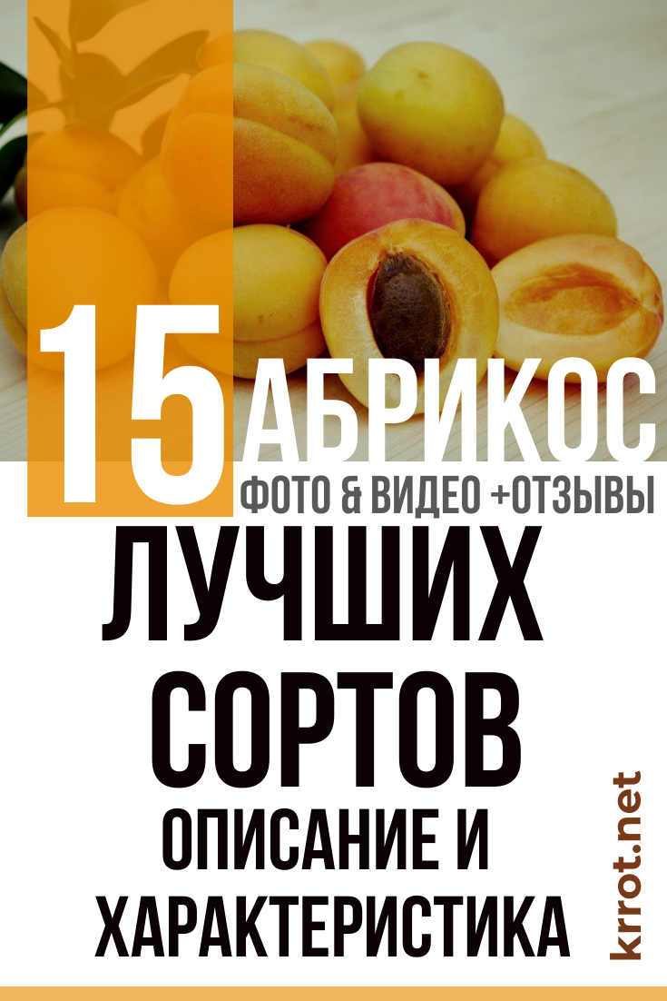 Абрикос - Описание 15 Лучших Сортов | (Фото) +Отзывы