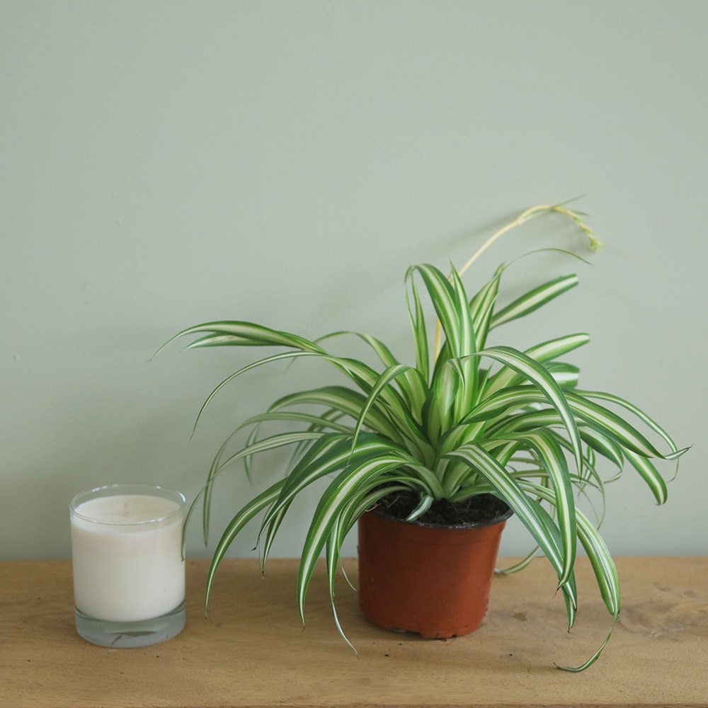 Хлорофитум: Описание, Уход, Пересадка (120 Фото) - КРОТ.net