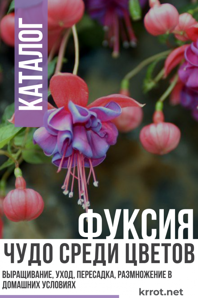 Фуксия (50+ Фото) - Выращивание, Уход, Размножение +Отзывы