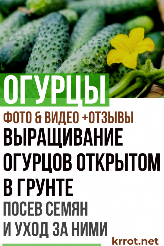 Выращивание Огурцов в Открытом Грунте: Посадка, Уход