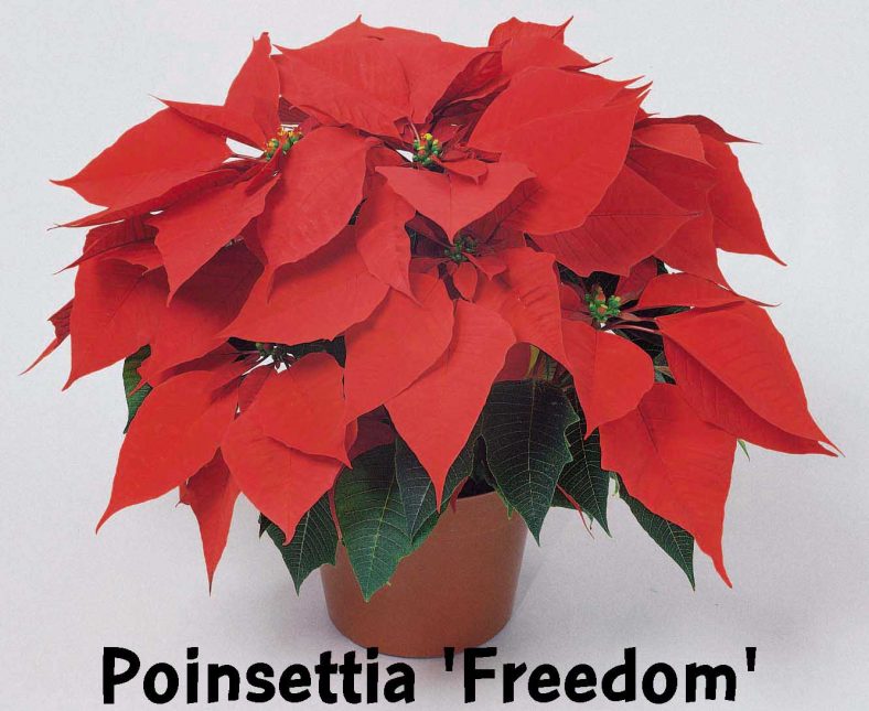 Пуансетия: Описание, Виды, Уход, Болезни, Как Выбрать+Отзывы