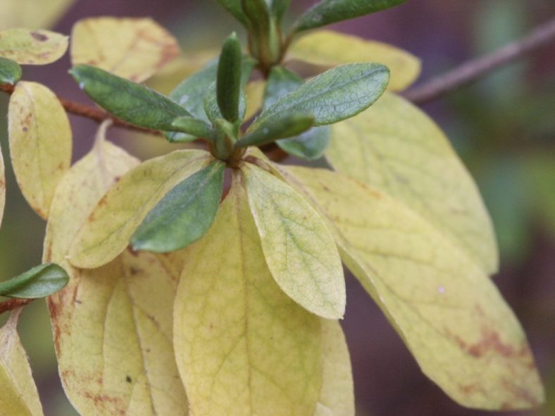 Азалия: Описание, Уход, Размножение, Болезни | 35 Фото + Отзывы