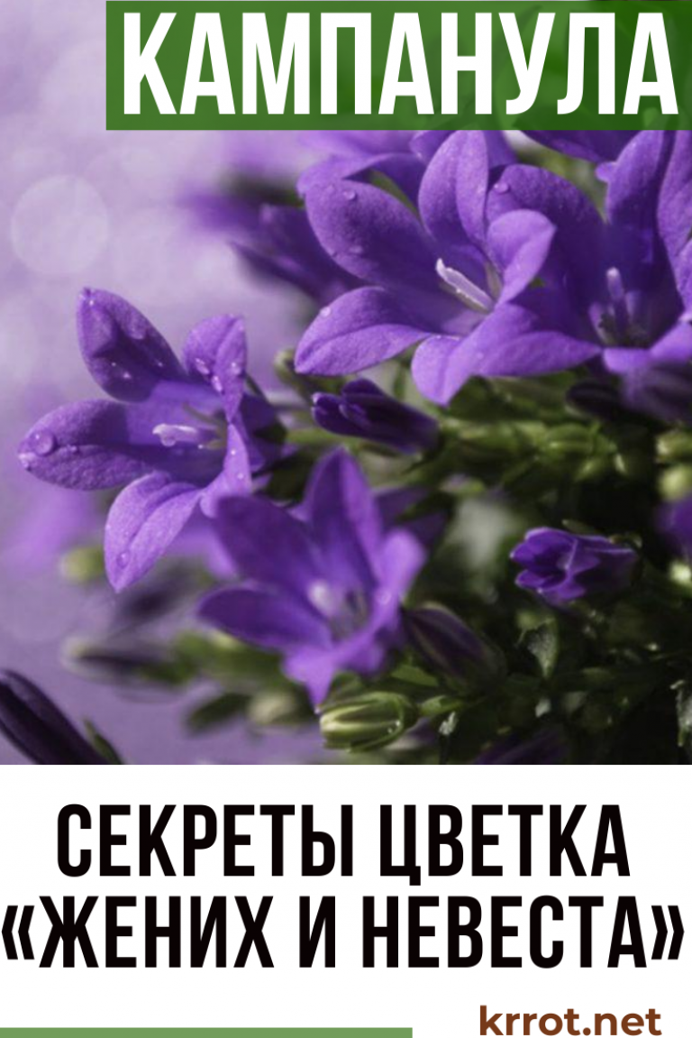Цветок «Жених и Невеста» Описание, Уход (50 Фото) - Отзывы
