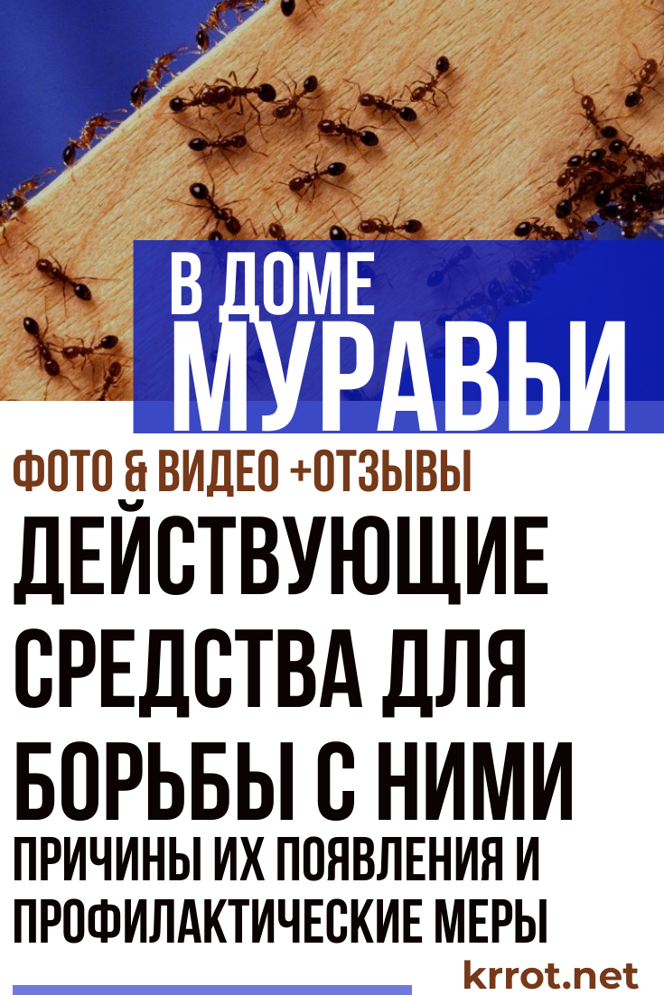 Как Избавиться от Муравьев в Квартире: Действующие Способы
