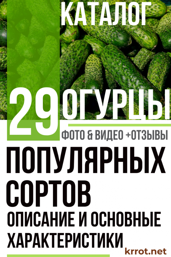 Огурцы: Описание 29 Сортов, Характеристики, Отзывы (Фото)
