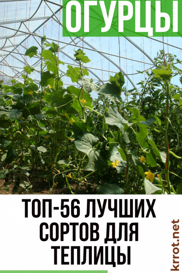 56 Лучших Сортов Огурцов для Теплицы: Описание | +Отзывы