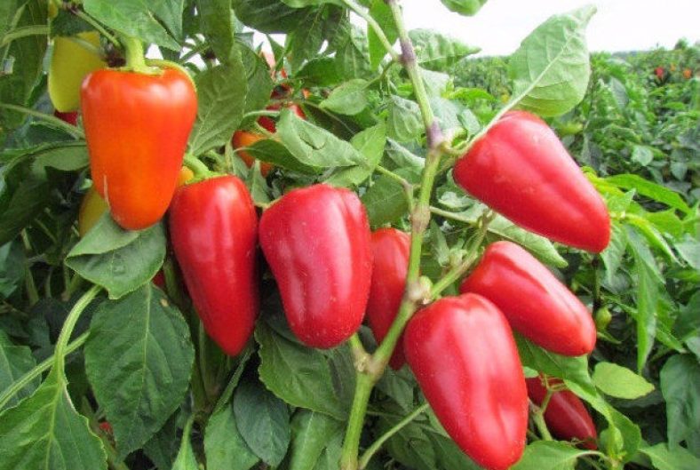 19 Сортов Сладкого Перца: Описание, Характеристика +Отзывы