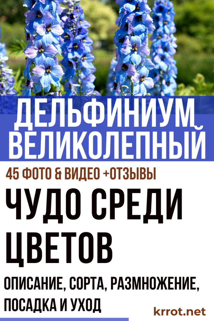 Дельфиниум: Описание, Сорта, Посадка, Уход | 45 Фото +Отзывы