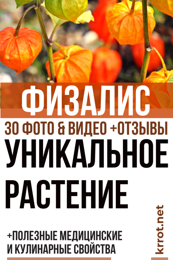 Физалис: Описание, Выращивание, Уход | (30 Фото) +Отзывы