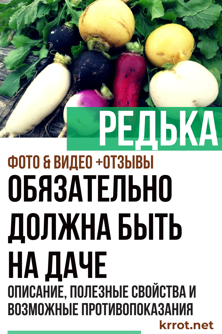 Редька: Описание, Сорта, Полезные Свойства, Противопоказания