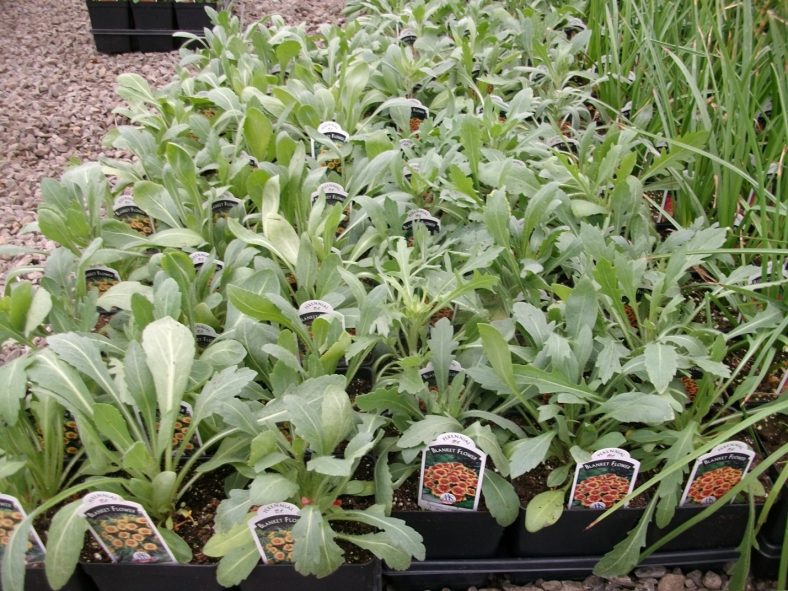 Гайлардия Многолетняя: Описание, Посадка, Уход | Фото+Отзывы