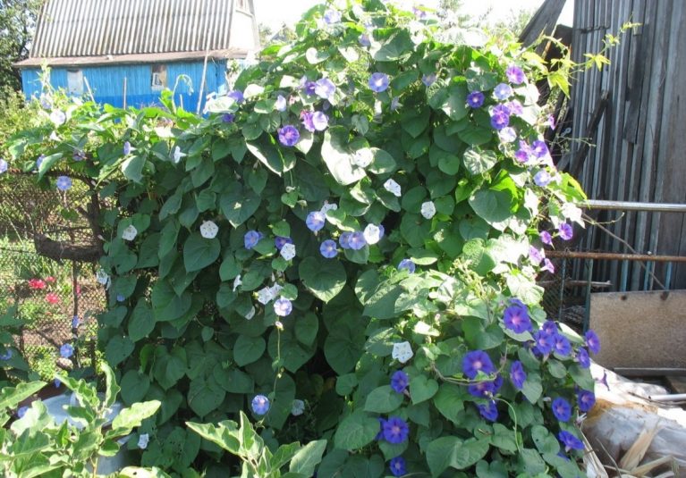 Ипомея: Описание, Сорта, Посадка, Уход | 50 Фото+Отзывы