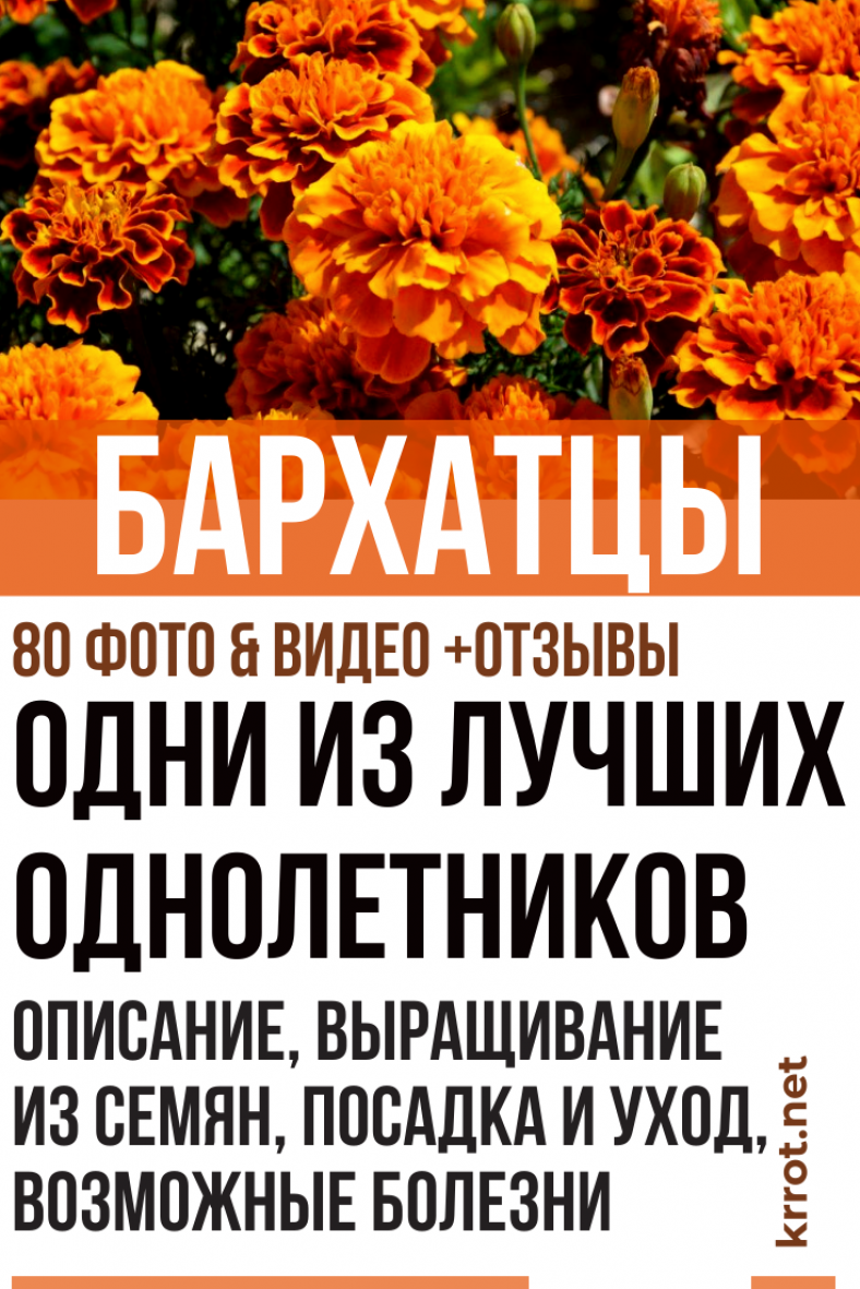 Бархатцы: Описание, Виды, Выращивание | (80+ Фото) +Отзывы