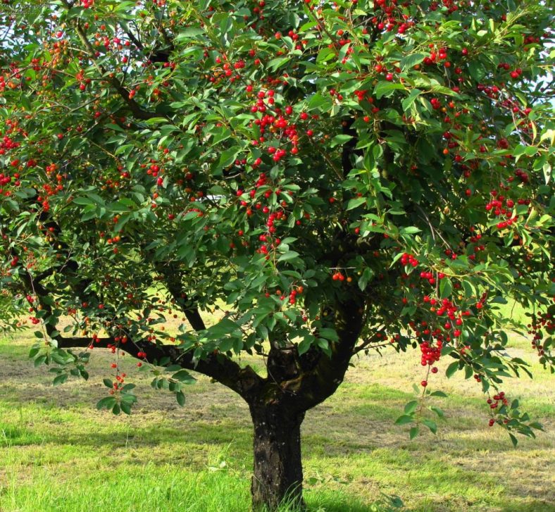 Вишня: Описание, Сорта, Посадка, Уход (25 Фото) +Отзывы