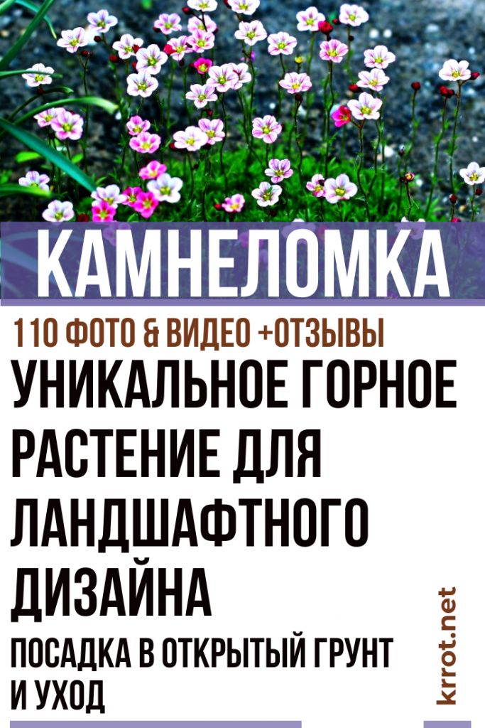 Камнеломка: Описание, Виды, Посадка, Уход (110 Фото) +Отзывы