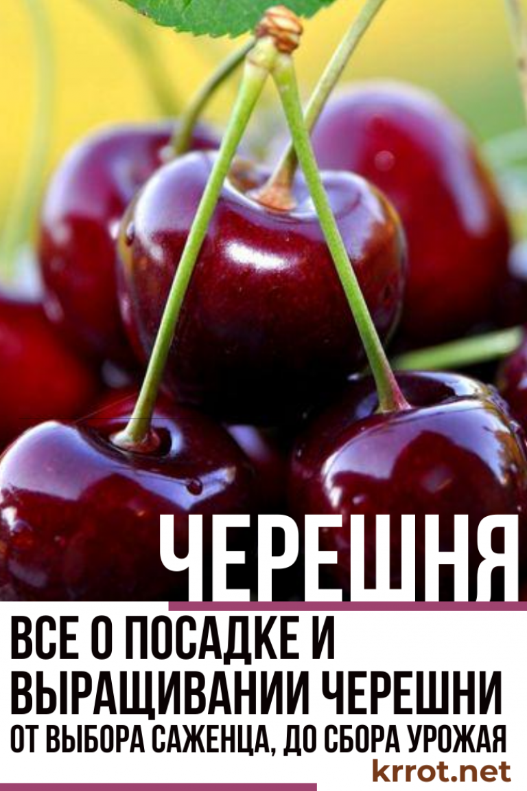 Черешня: Посадка и Уход, Размножение, Обрезка (Фото) +Отзывы