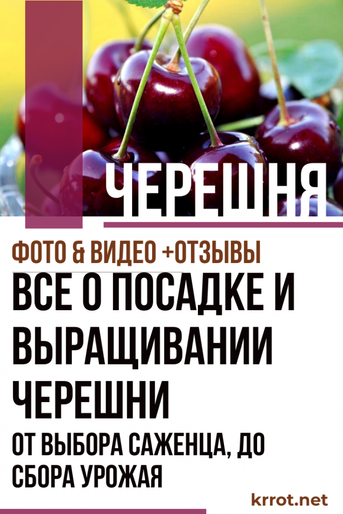 Черешня: Посадка и Уход, Размножение, Обрезка (Фото) +Отзывы