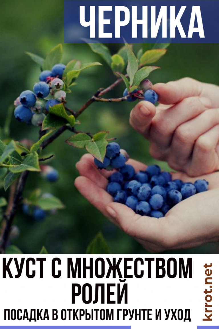 Черника Садовая: Описание, Посадка, Уход | (20 Фото)+Отзывы