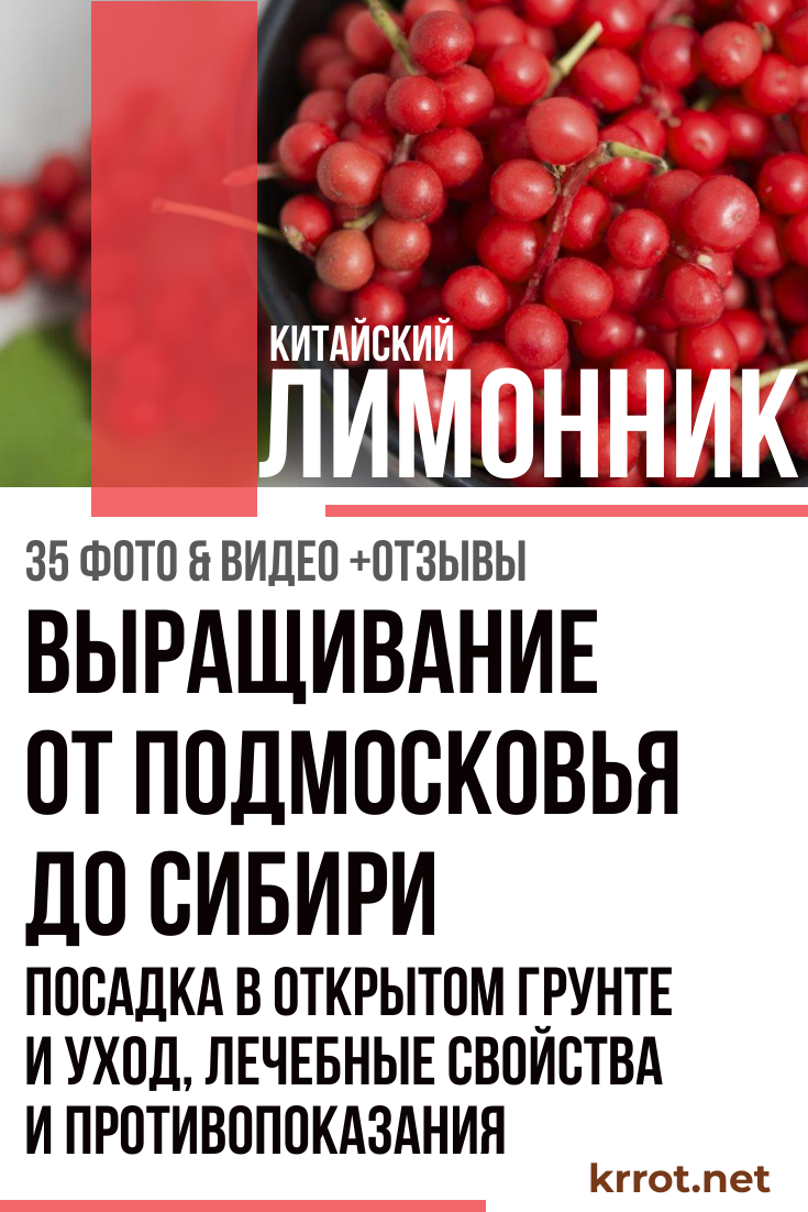 Лимонник Китайский: Посадка, Уход, Лечебные Свойства +Отзывы