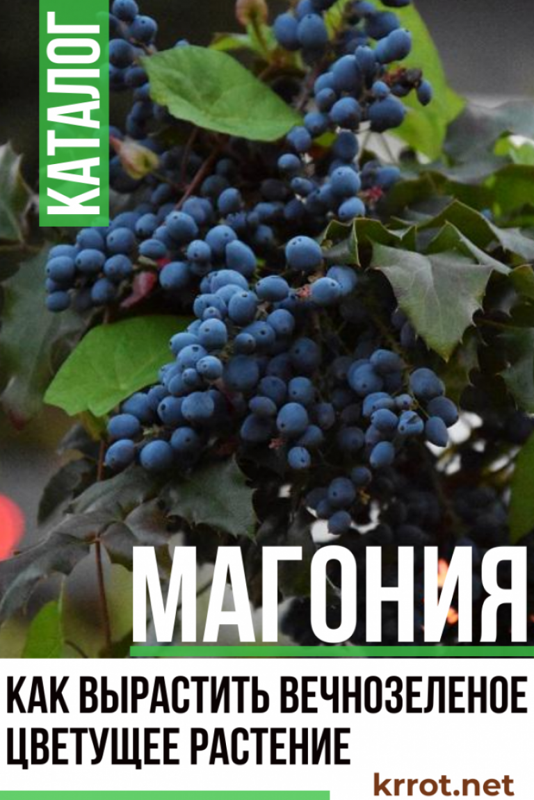 Магония: Описание, Посадка, Уход | 115 Фото & Видео +Отзывы