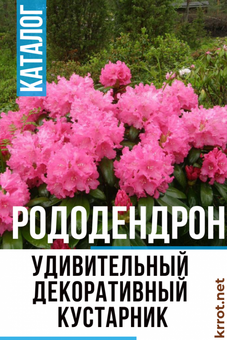 Рододендрон: Описание, Посадка, Уход | (80 Фото)