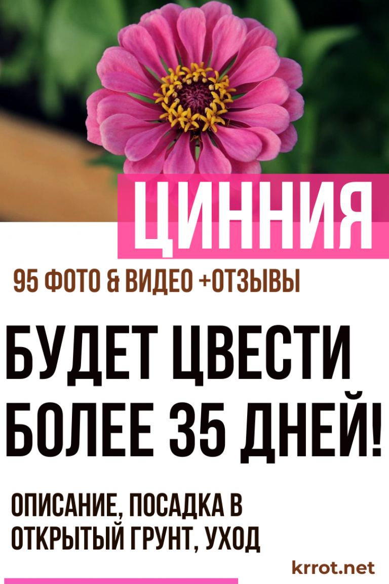 Цинния: Описание, Виды, Посадка, Уход | (95 Фото) +Отзывы
