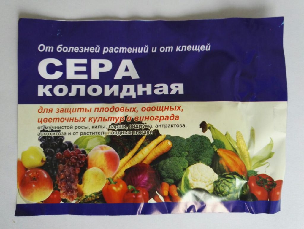 Брусника: Выращивание, Посадка, Уход | (Фото) +Отзывы