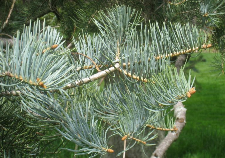 Пихта: Описание 10 Популярных Видов | 50 Фото +Отзывы