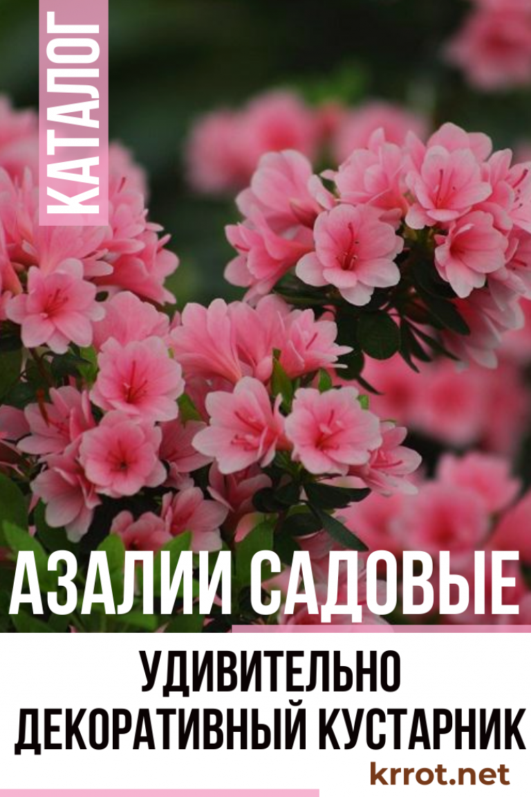 Азалии Садовые: Описание, Посадка, Уход (50 Фото) +Отзывы