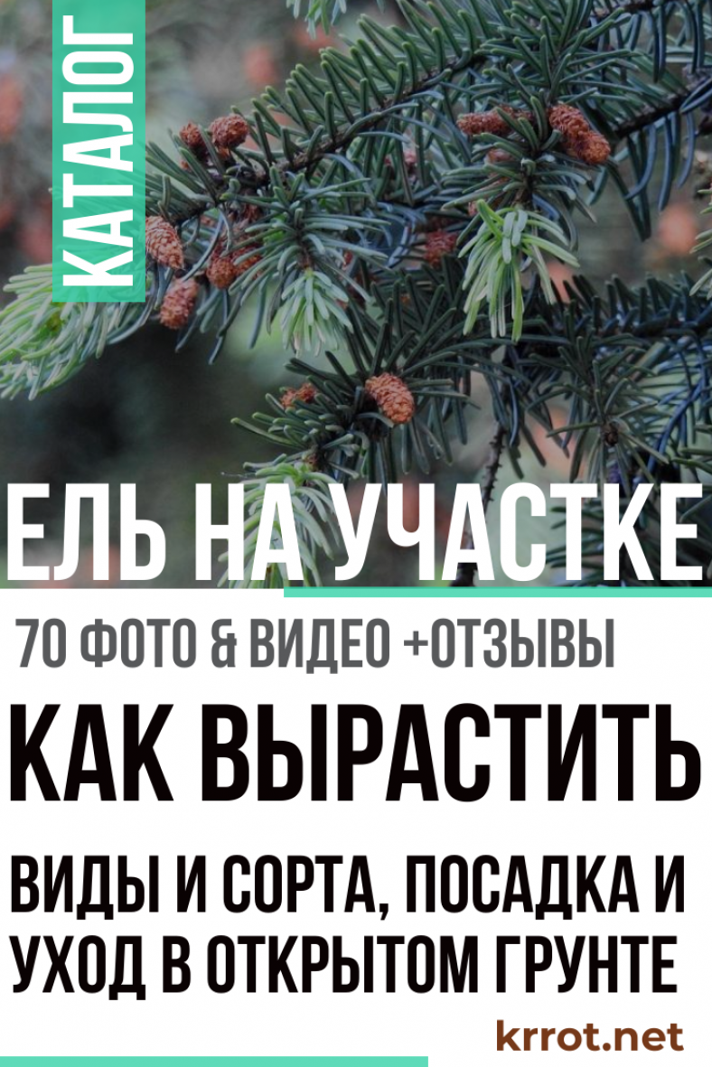 Ель: Описание, Виды, Сорта, Посадка, Уход (70+ Фото) +Отзывы