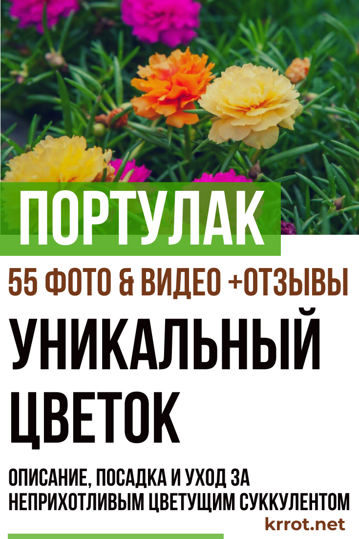 Портулак: Посадка, Уход, Лечебные свойства (55 Фото) +Отзывы