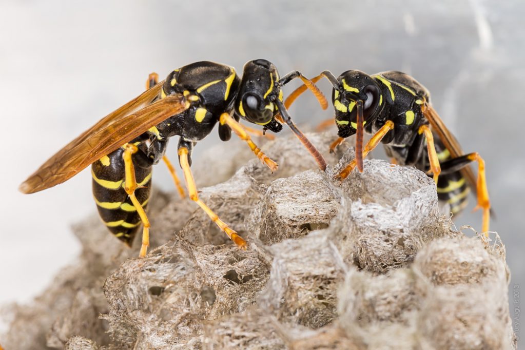 Ловушка для Ос из Пластиковой Бутылки | [Инструкция]