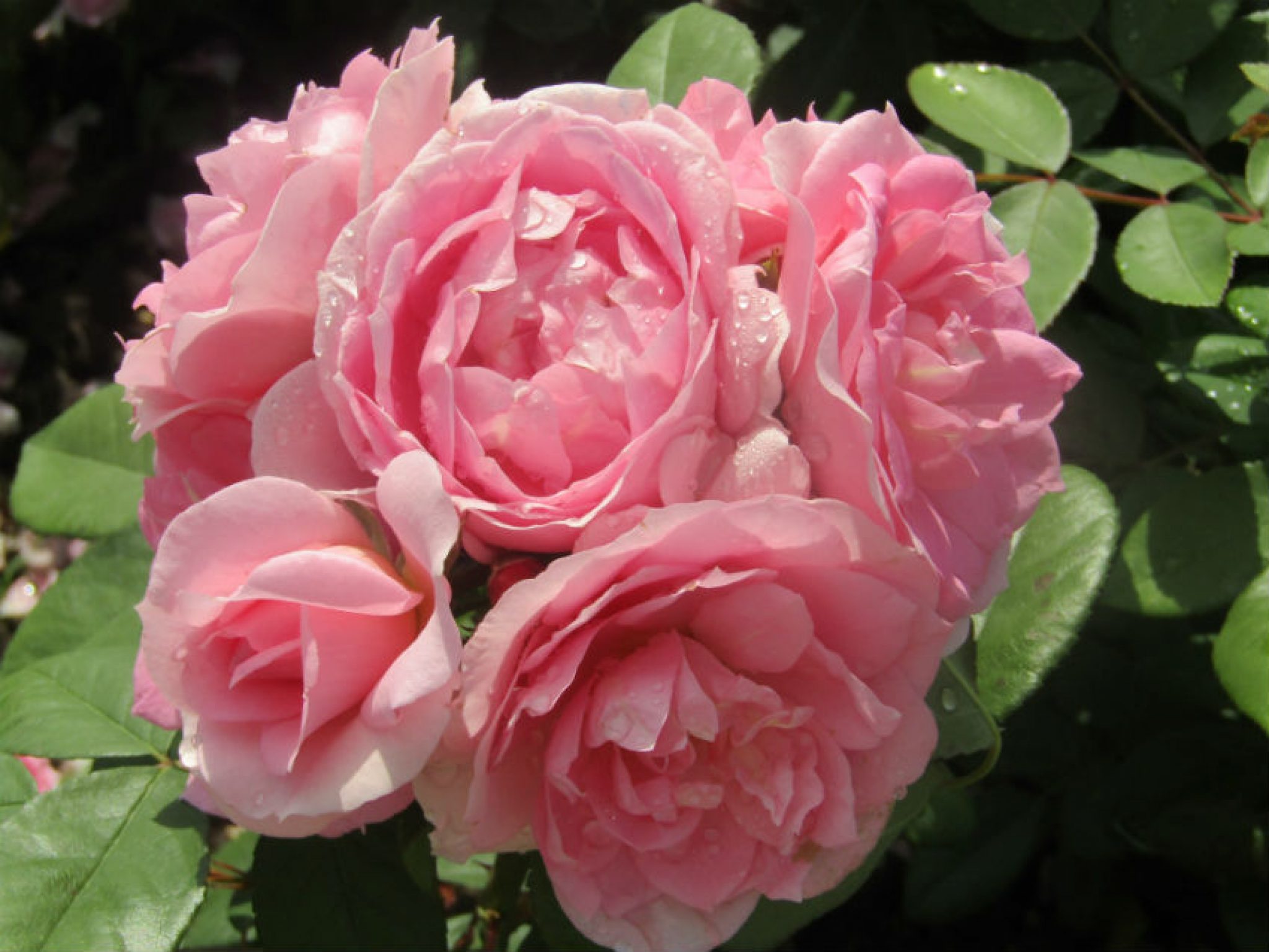 Парковые Розы: ТОП-17 Лучших Сортов для Сада | 100+ Фото