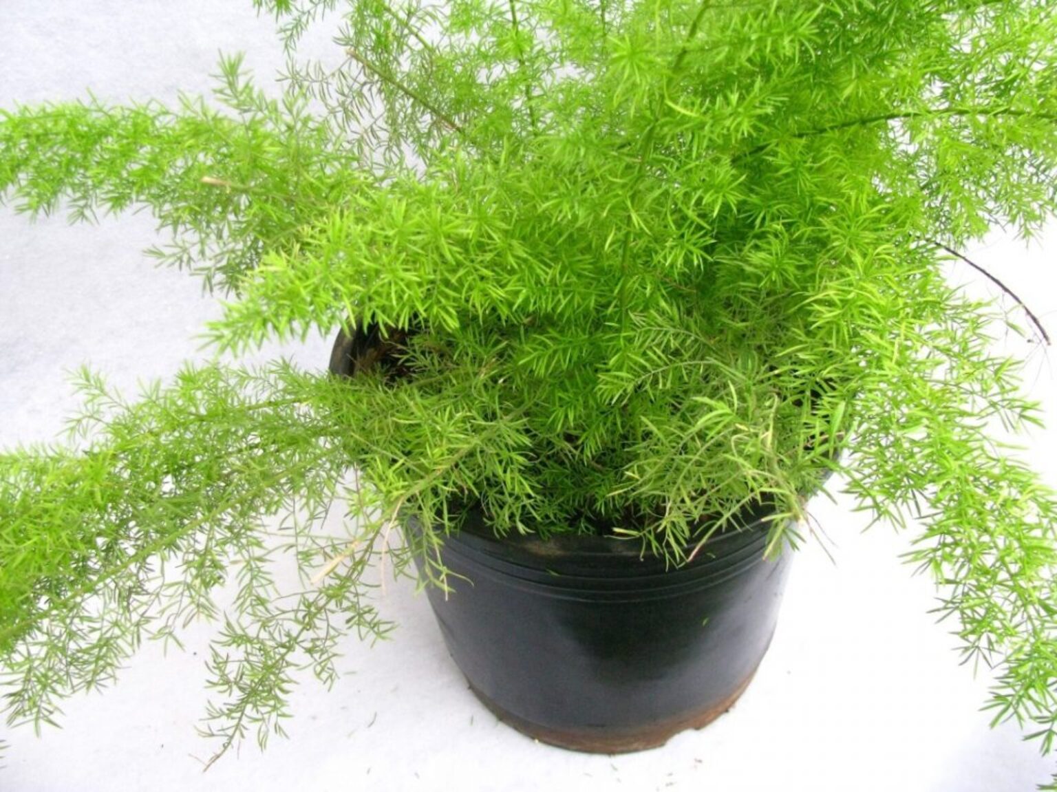 Аспарагус Домашний: Правила Ухода, Виды | 50+ Фото