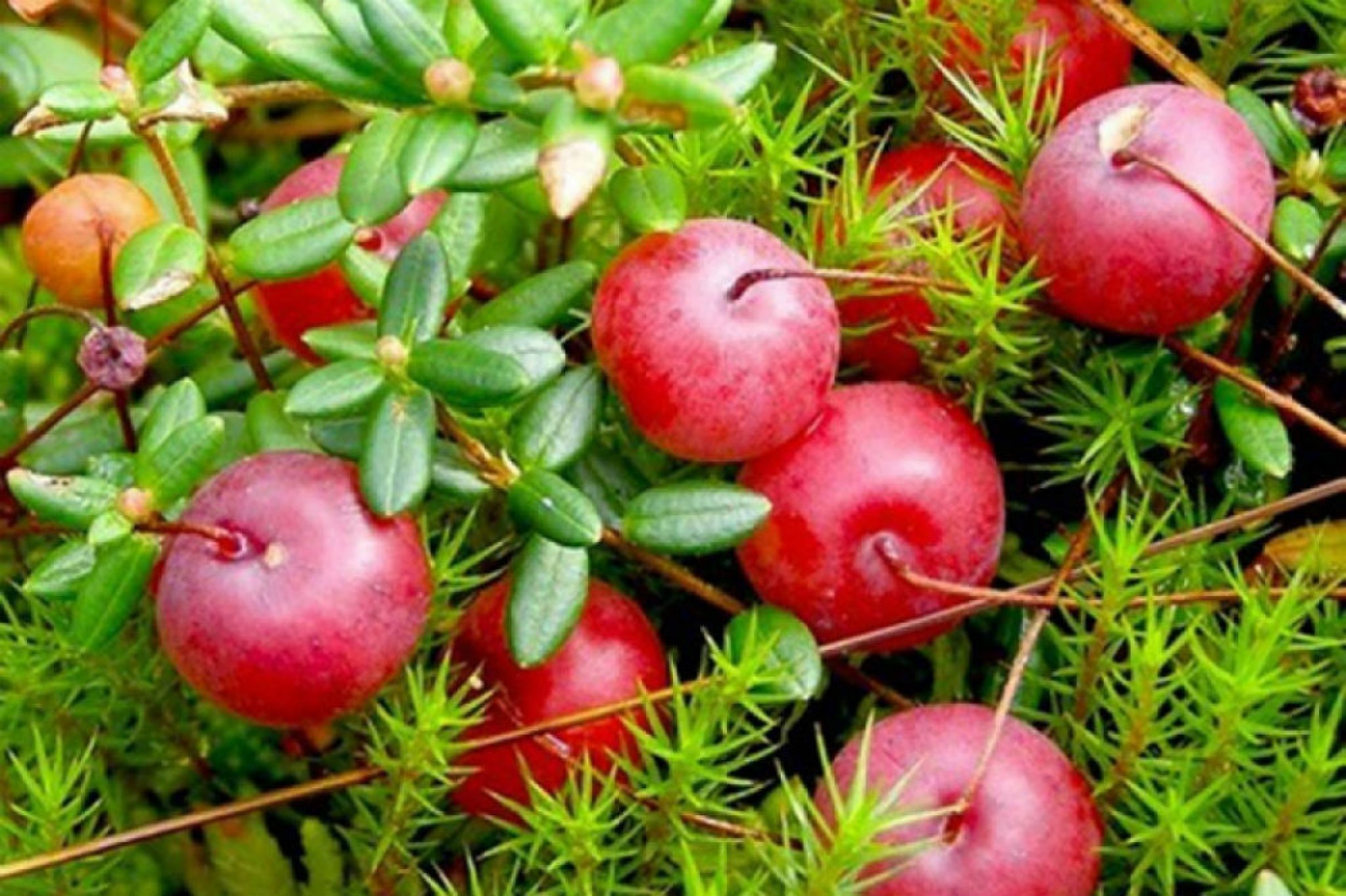 Клюква Садовая: Все что Вы Длолжны Знать о Ней!