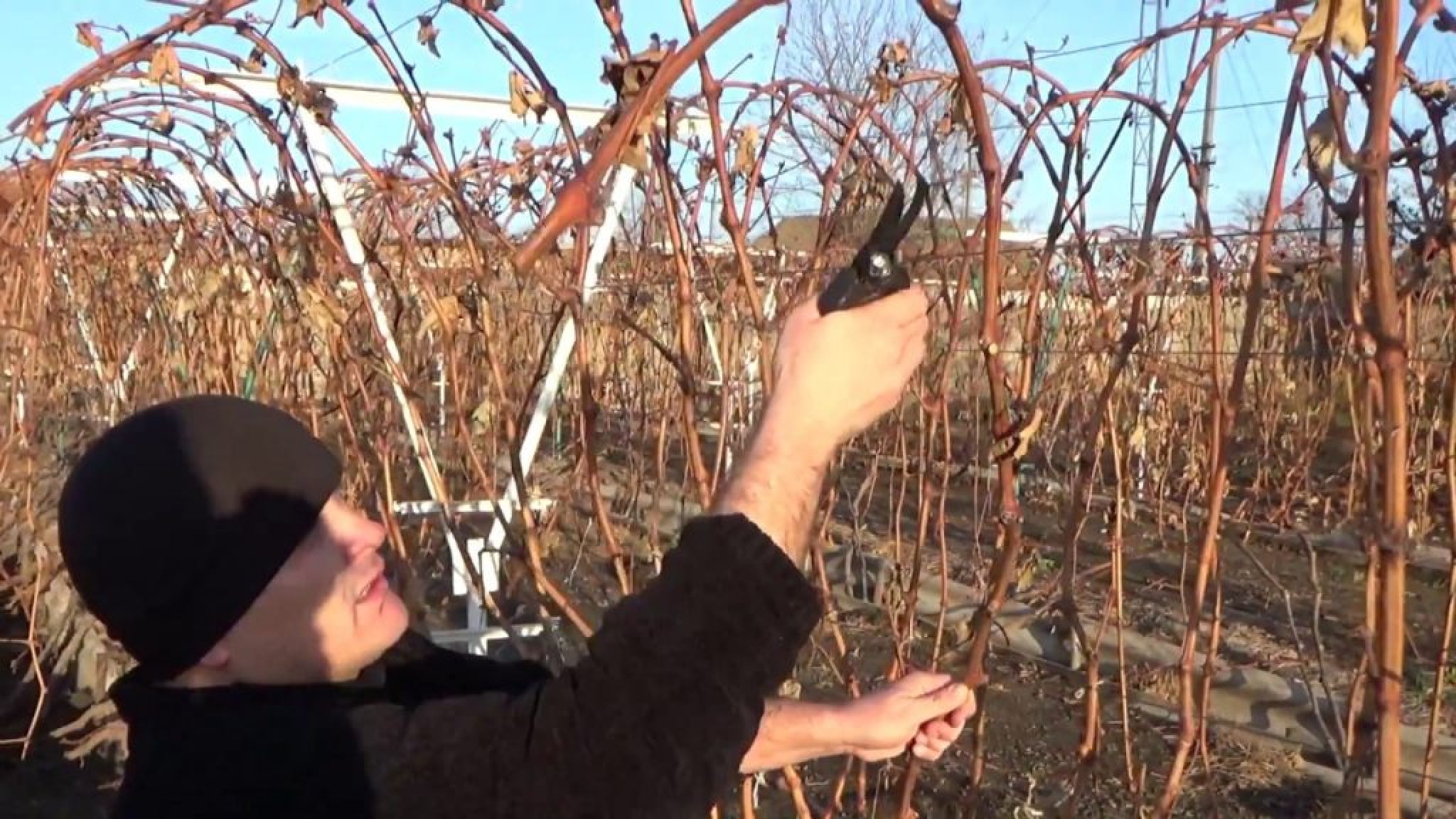 [Инструкция] Изготовление Шпалеры для Винограда