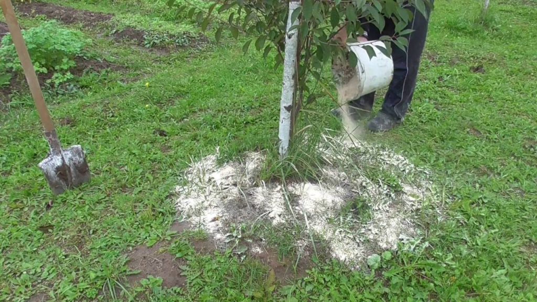 ТОП-7 Способов Как Раскислить Почву на Огороде