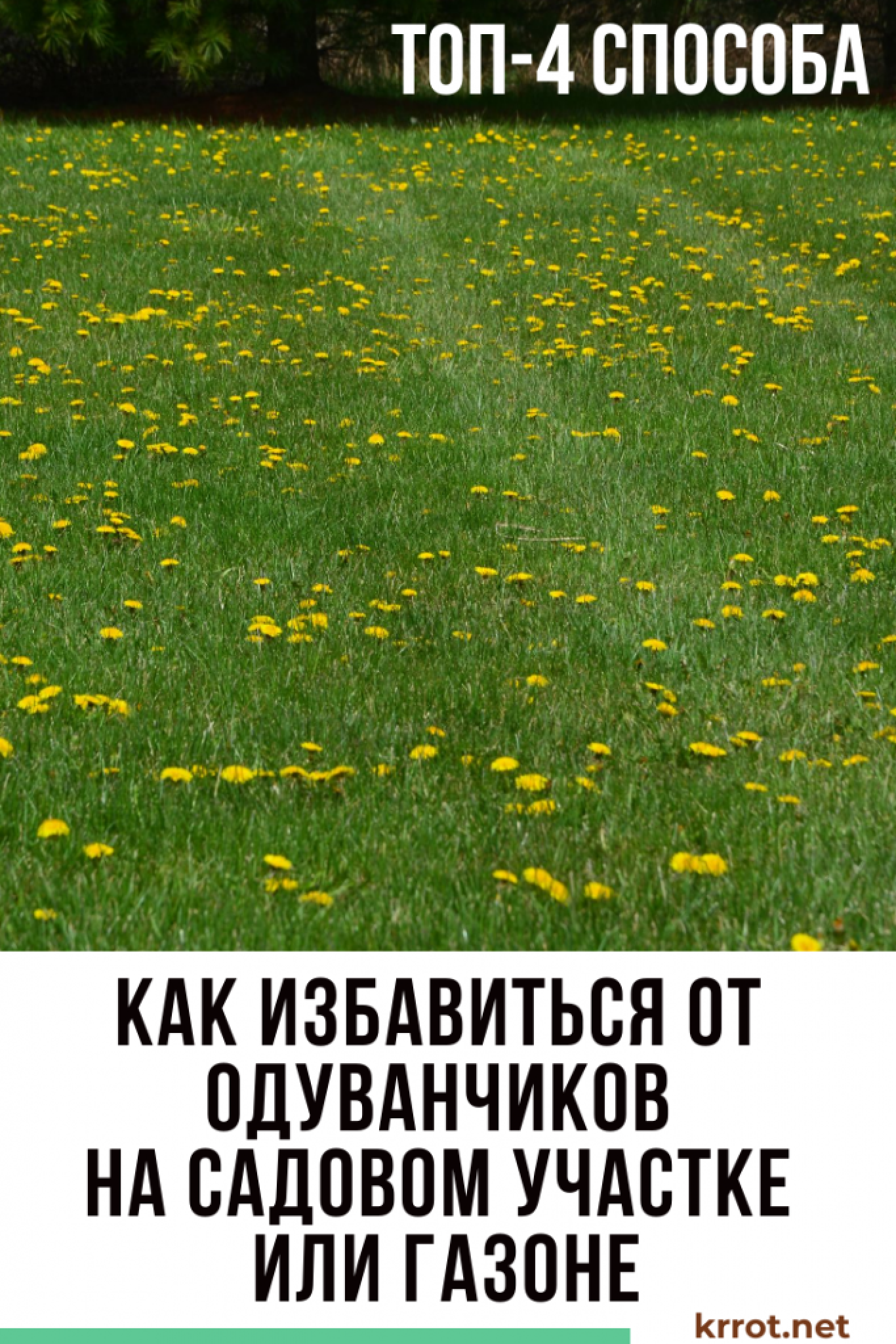 4 Cпособа Как Избавиться от Одуванчиков на Участке