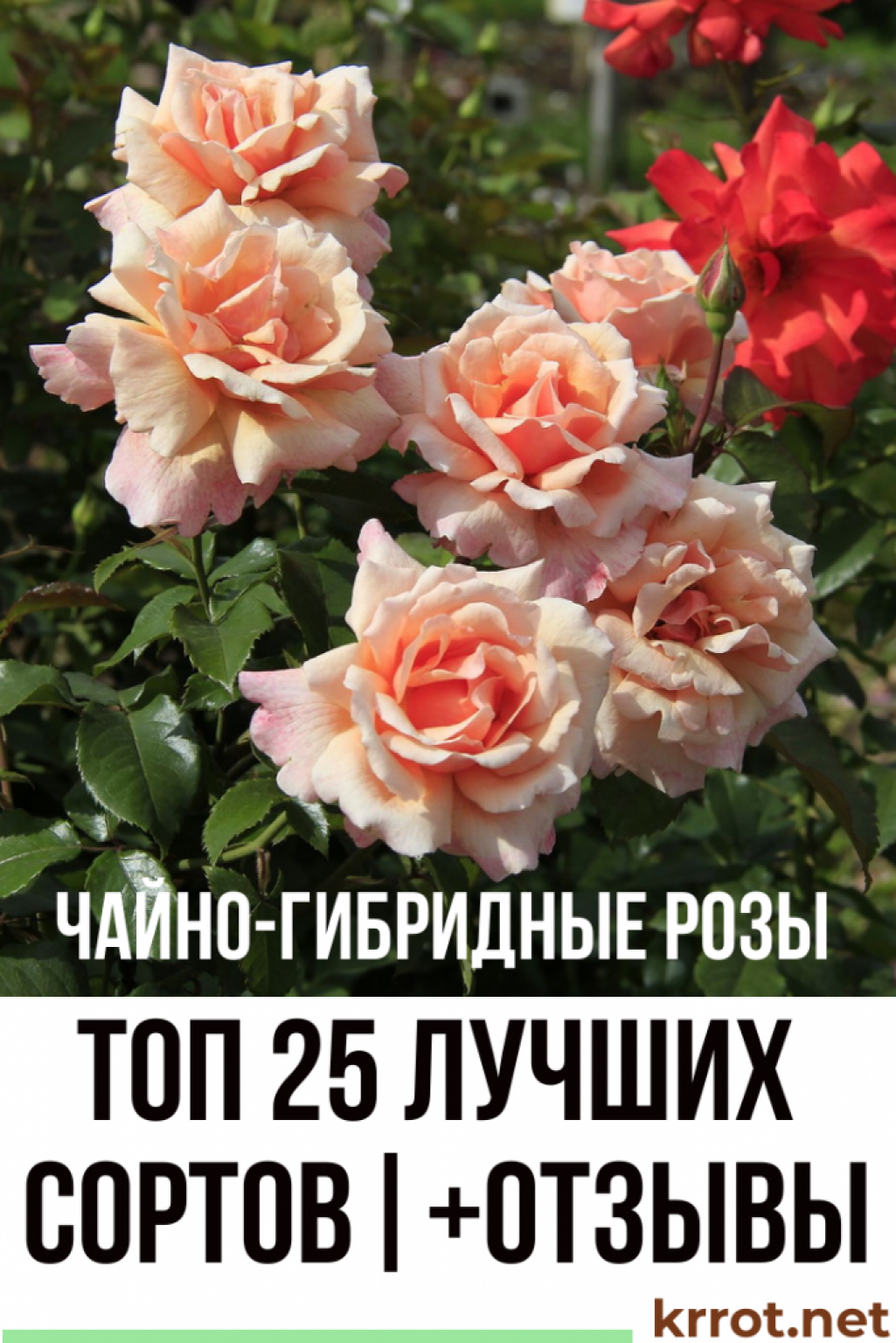 ТОП-25 Лучших Сортов Чайно-Гибридных Роз | Отзывы