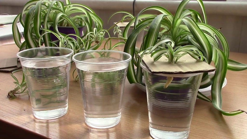 Хлорофитум: Описание, Уход, Пересадка (120 Фото) - КРОТ.net